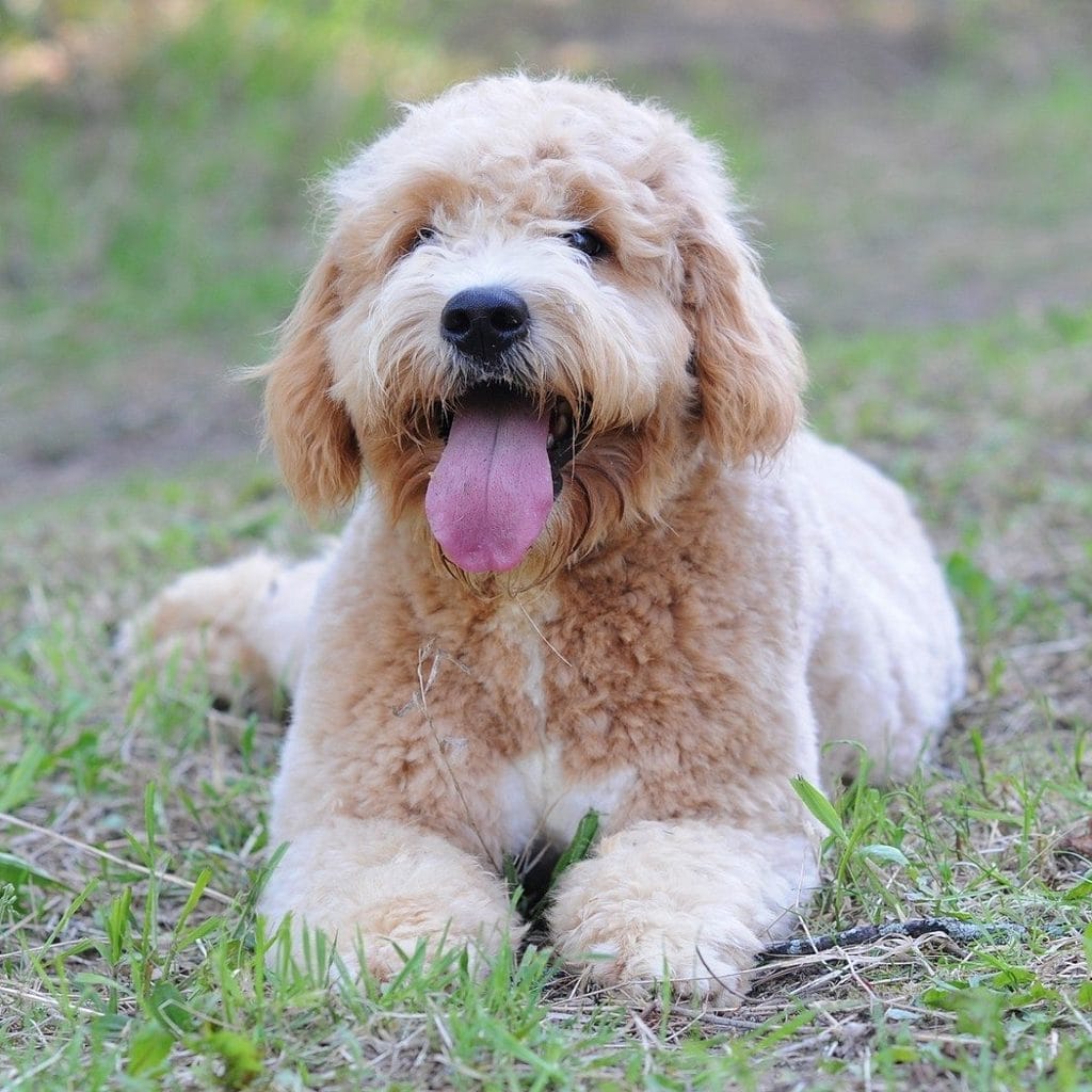 How Goldilock's Sets The Doodle Standard - Goldilocks Goldendoodles