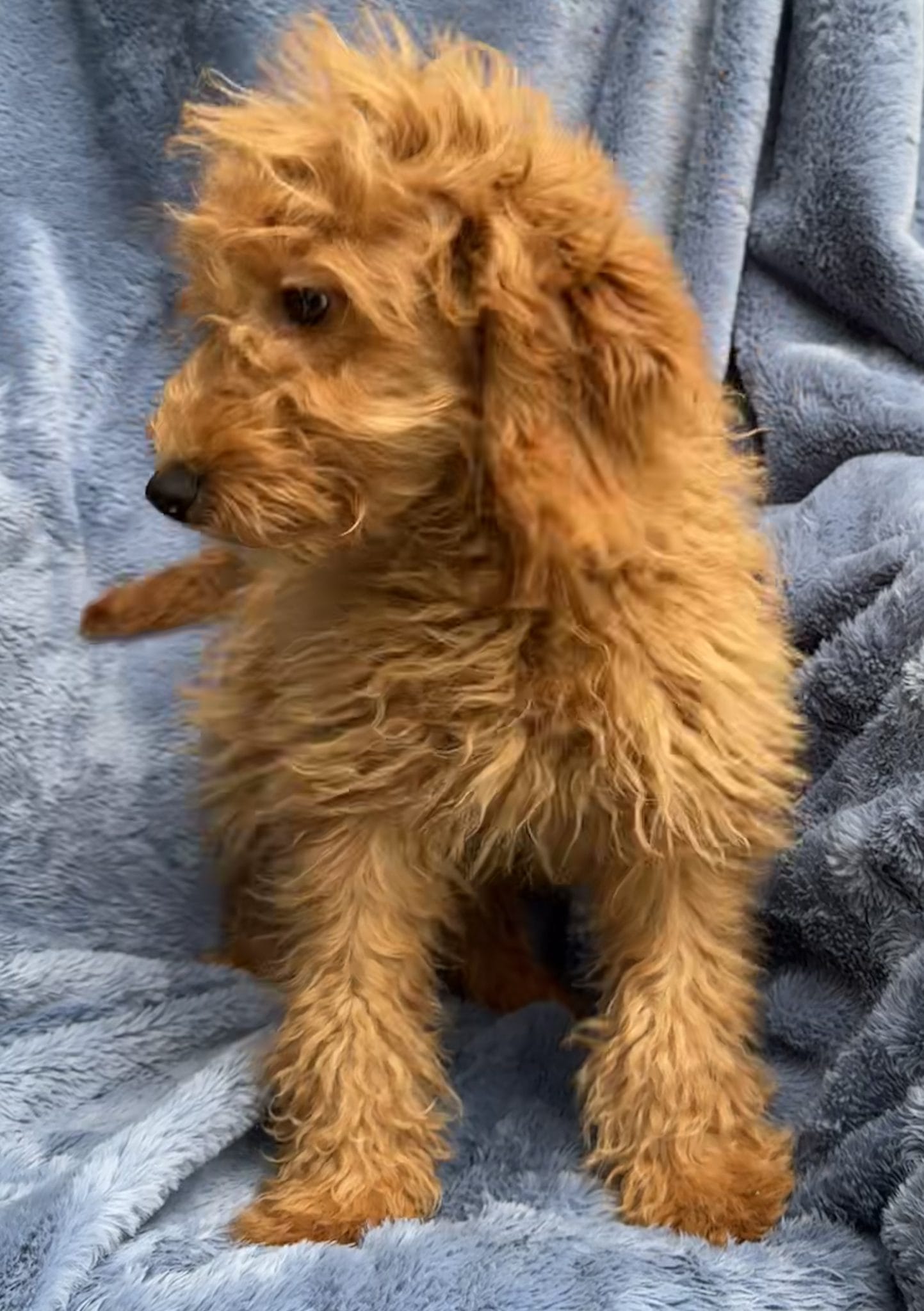 Micro Goldendoodle Puppy For Sale - Goldilocks Goldendoodles