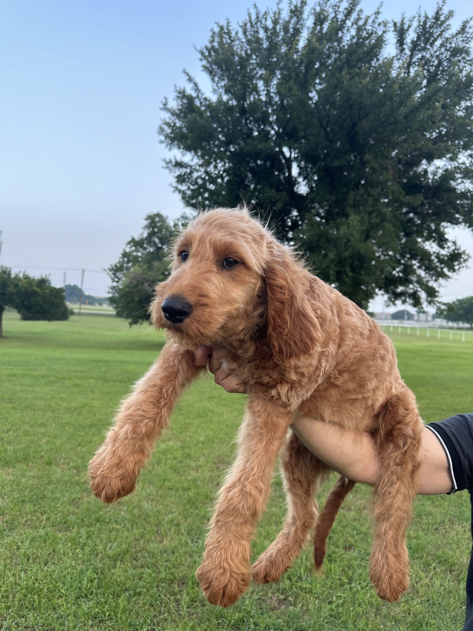 Standard Goldendoodle Puppy For Sale - Goldilocks Goldendoodles