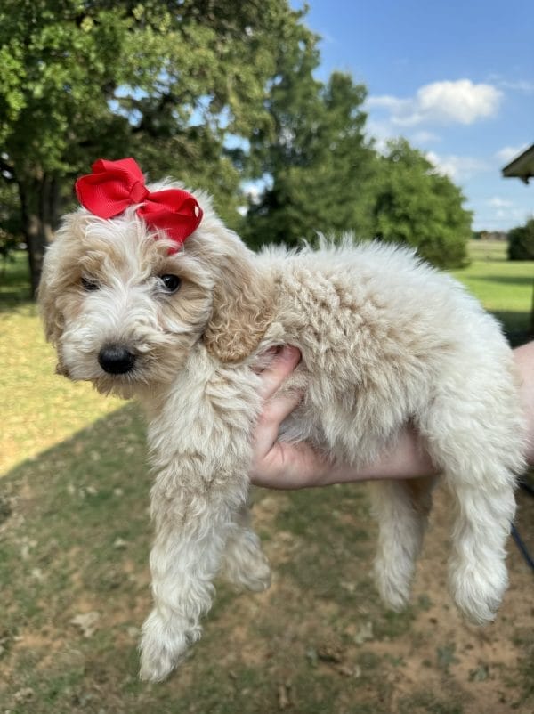Standard Goldendoodle Puppy For Sale - Goldilocks Goldendoodles