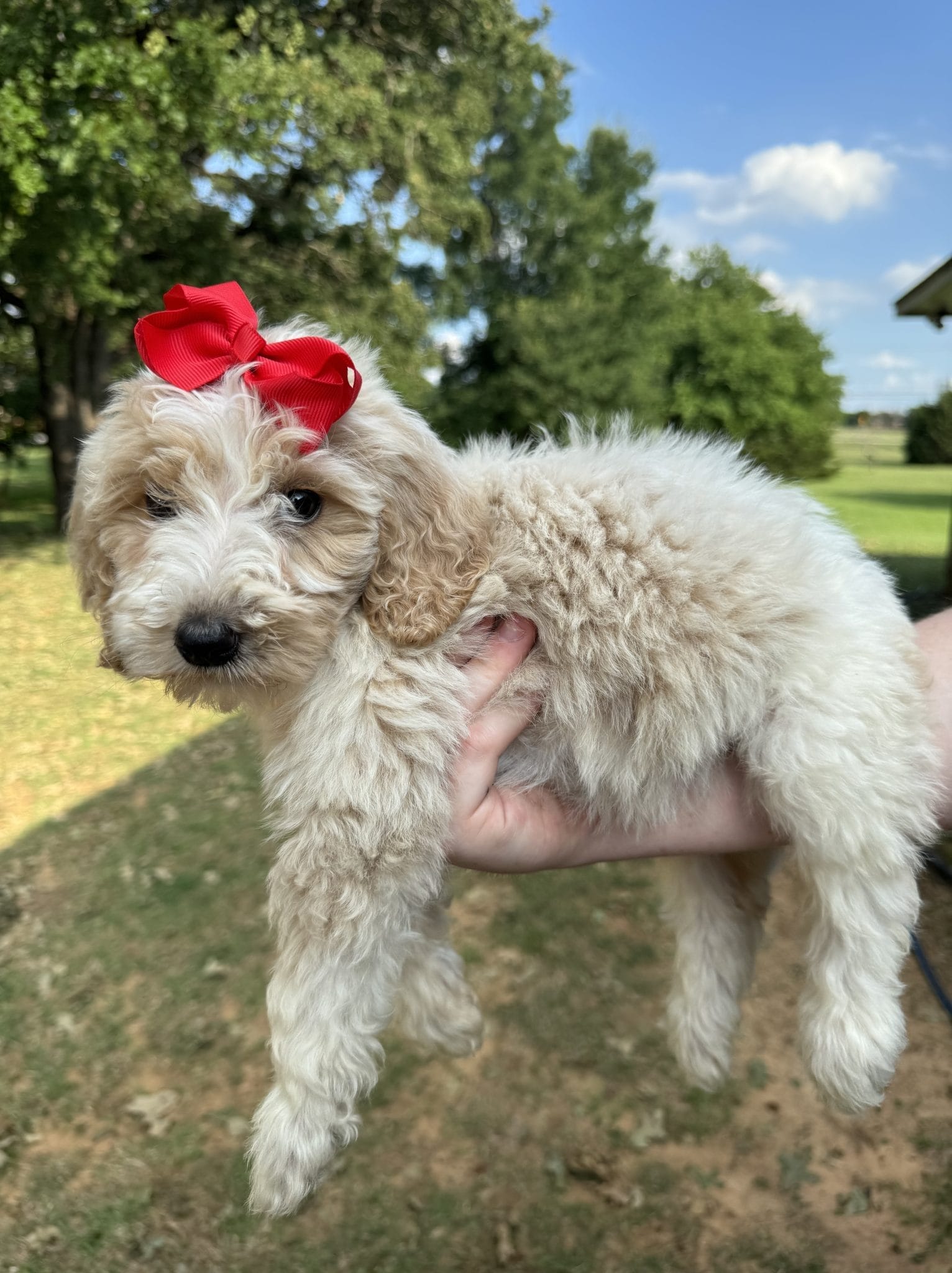 Standard Goldendoodle Puppy For Sale - Goldilocks Goldendoodles