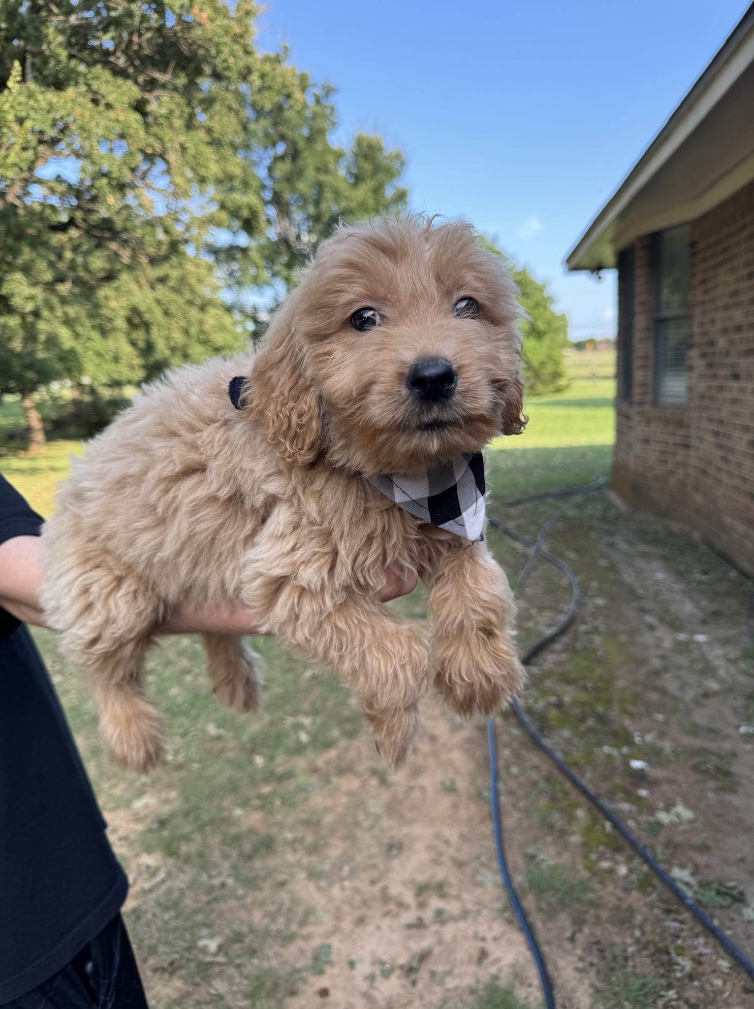 Standard Goldendoodle Puppy For Sale - Goldilocks Goldendoodles