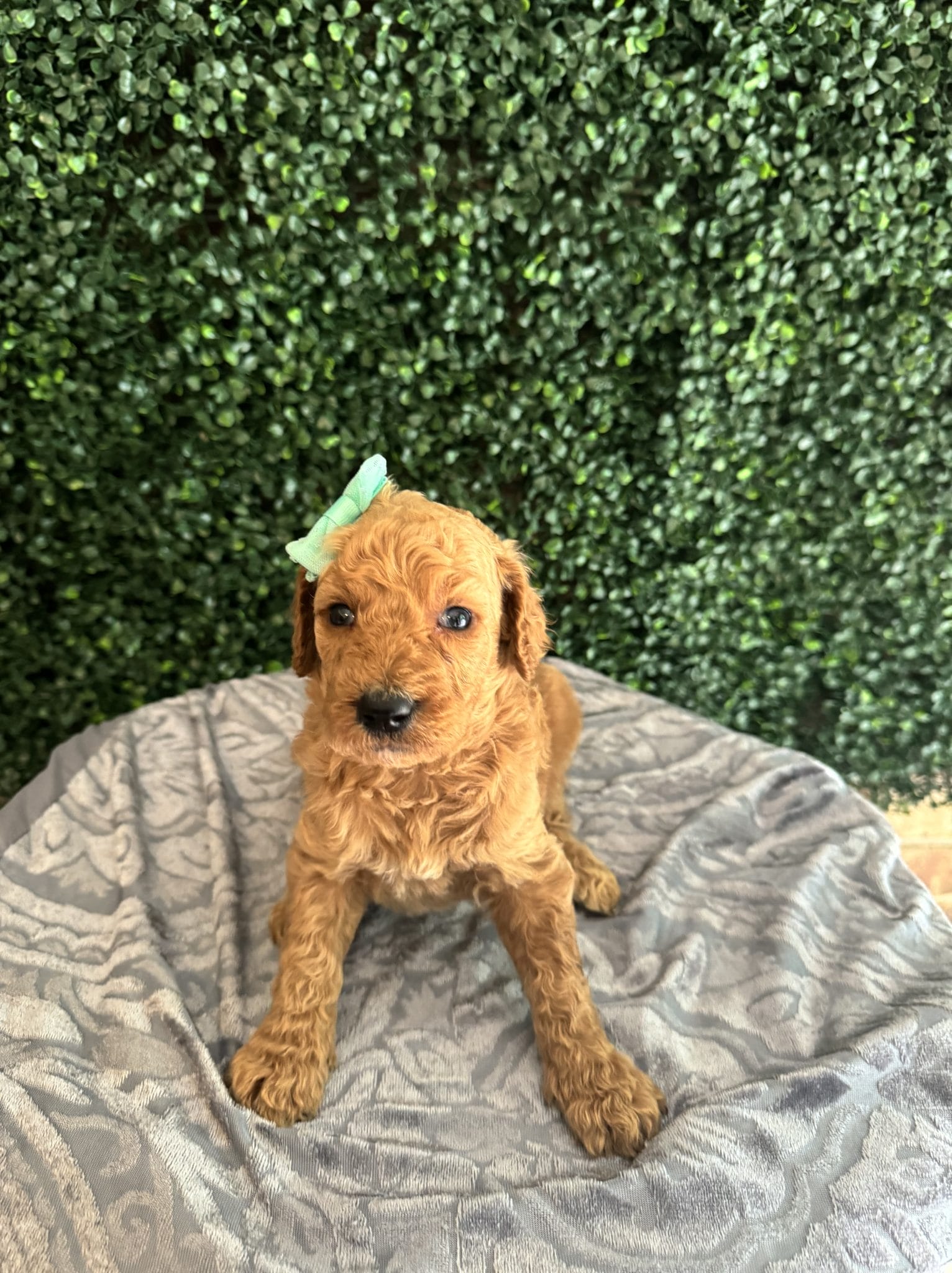 Standard Goldendoodle Puppy For Sale - Goldilocks Goldendoodles Standard Goldendoodle Puppy For Sale - Goldilocks Goldendoodles